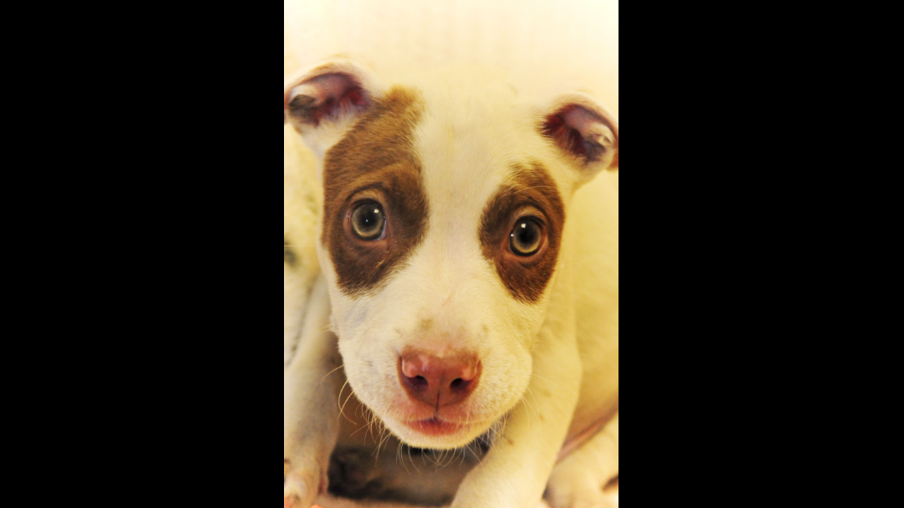 3 new faces waiting to warm your heart