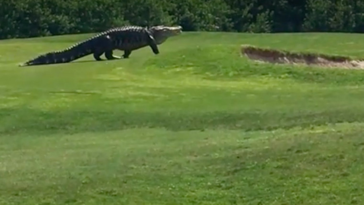 Alligator On Golf Course 2025 - Frederikke S. Christiansen