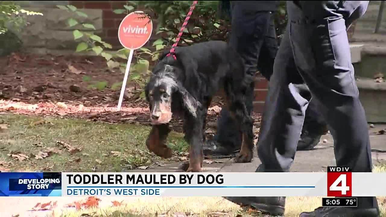 Toddler mauled by new family dog after reaching to take toy...
